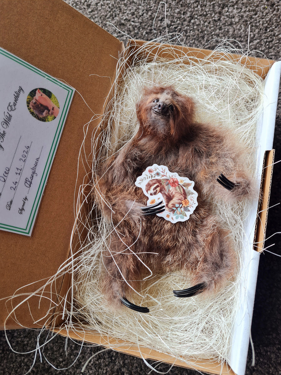 Custom Made Posable Sloth Doll – The Wild Earthling